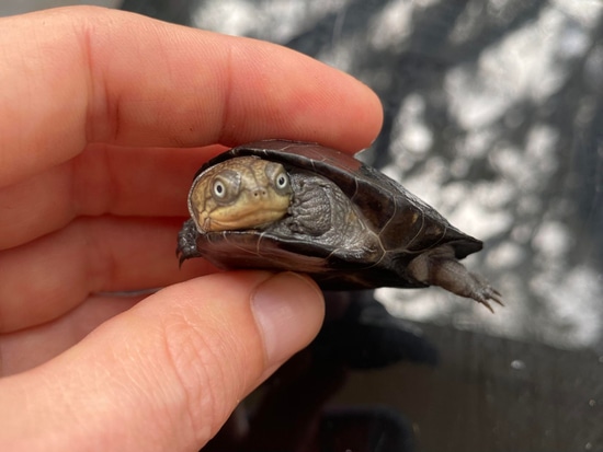 Black Bellied Mud Turtle - P. Chapini Mud & Musk Turtles by One Reptile ...