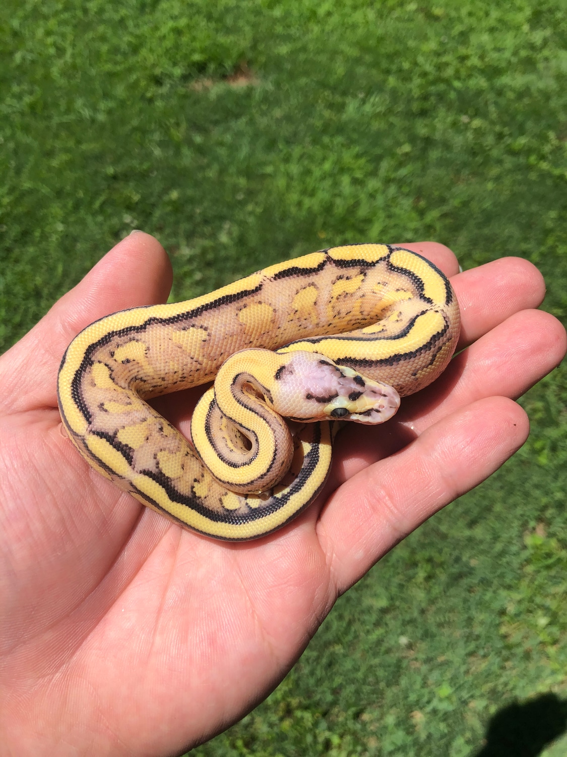 Pastel Super Stripe 100% Het Clown Ball Python by Sea Inside Corals ...