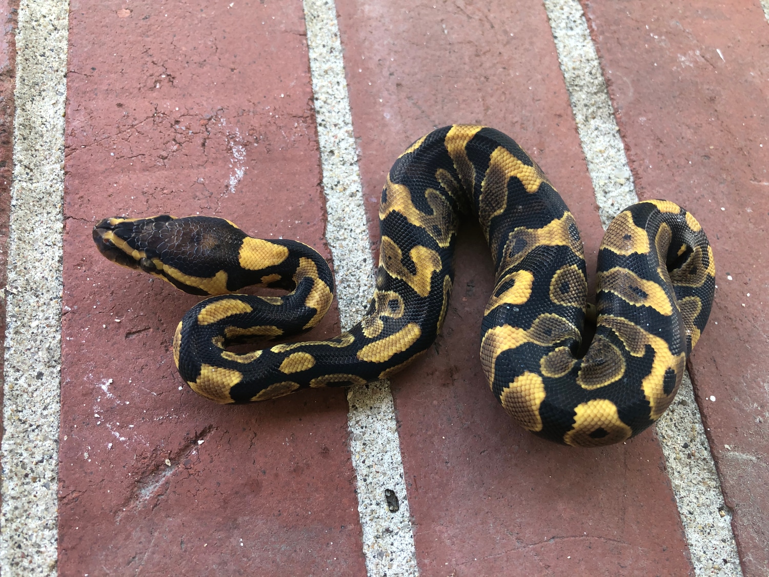 Yellow Belly Het Clown Ball Python by Sea Inside Corals - MorphMarket