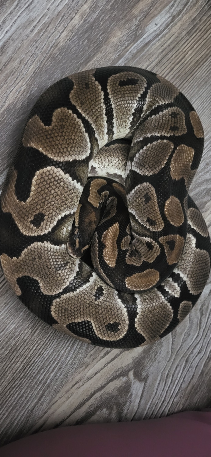 Normal Ball Python by S&d Reptiles - MorphMarket
