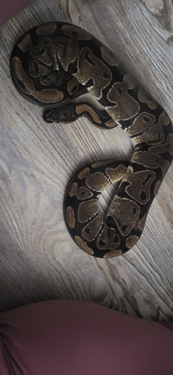 Normal Ball Python by S&d Reptiles - MorphMarket
