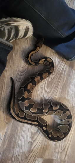 Normal Ball Python by S&d Reptiles