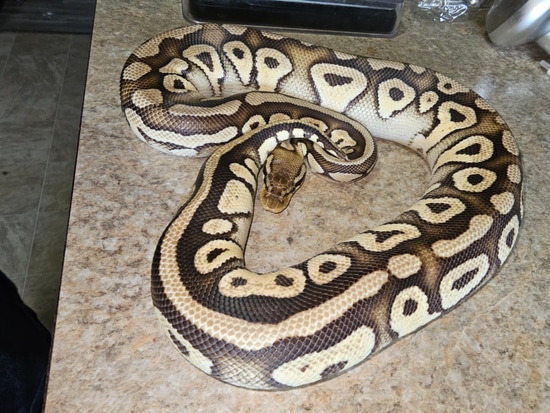 Pastave Ball Python by S&d Reptiles