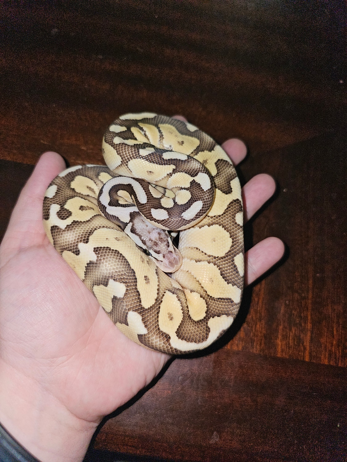 Pastel Yb Ball Python by S&d Reptiles - MorphMarket