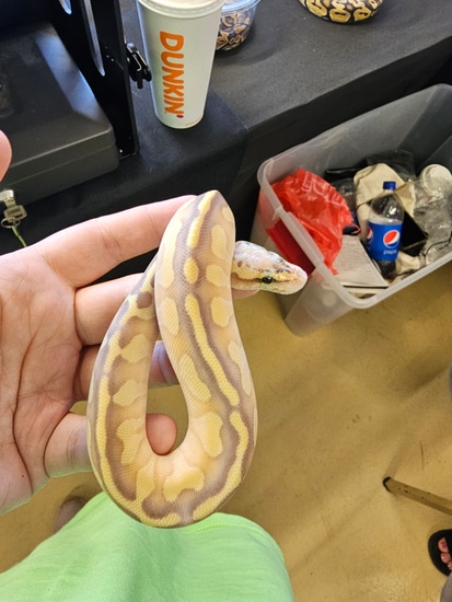 Pastel Butter Enchi Coralglow Het Clown Possible Crypton Ball Python by ...