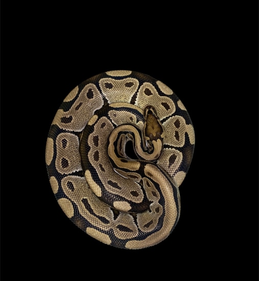 Normal Adult Ball Python by Tarzann Exoticz