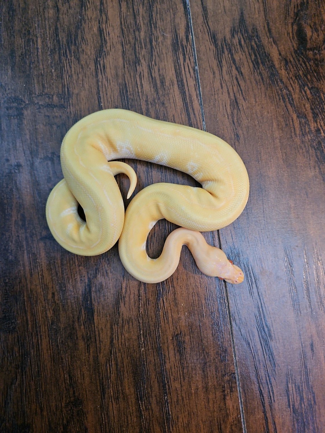 Albino Pinstripe Ball Python by Tarzann Exoticz - MorphMarket