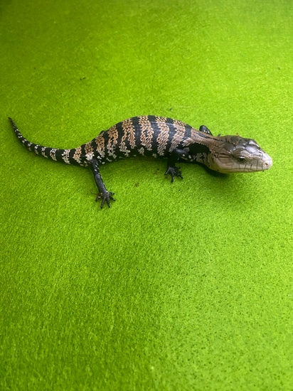 Halmahara Blue Tongue Skink Halmahera Blue-Tongued Skink by Tarzann Exoticz