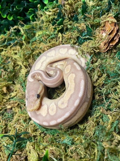 Banana Black Pastel Mojave Ball Python by Tarzann Exoticz