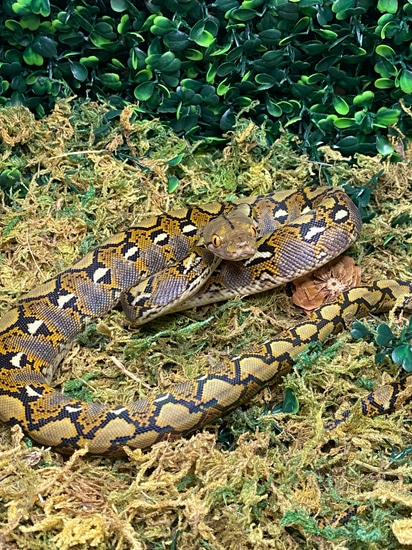 HOG Reticulated Python by Tarzann Exoticz