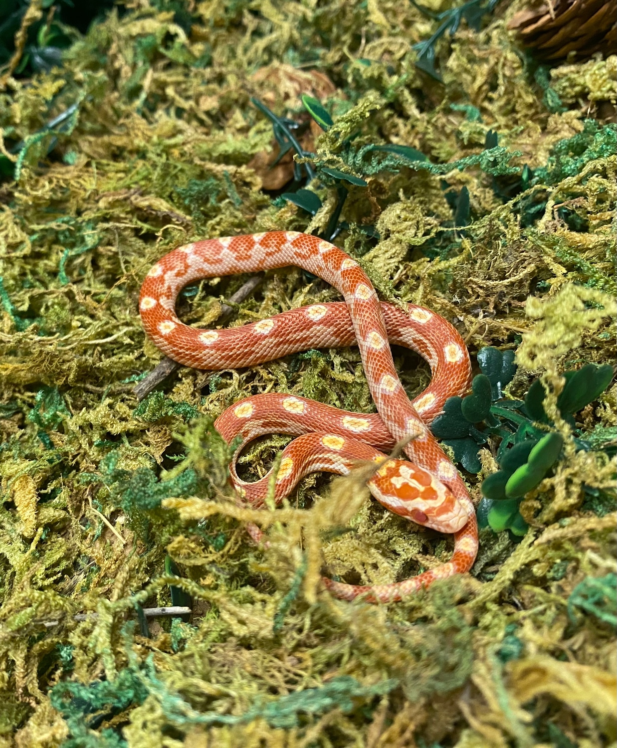 Amel Motley Het Caramel/Ghost Corn Snake by Tarzann Exoticz - MorphMarket