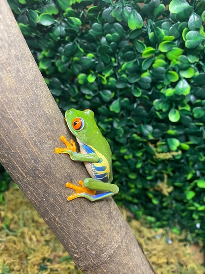 Red Eyed Tree Frog Red-Eyed Tree Frog by Tarzann Exoticz