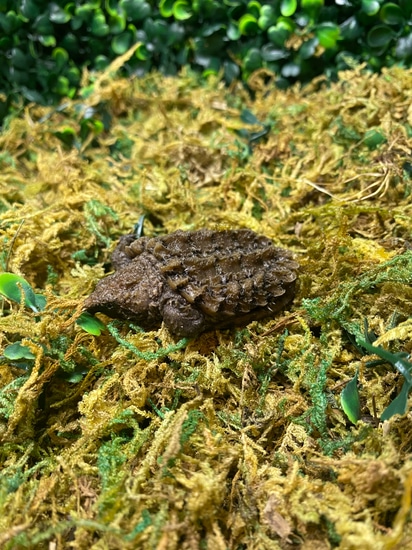 Alligator Snapper Snapping Turtle by Tarzann Exoticz