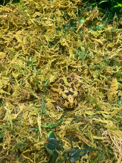 Pacman Frog by Tarzann Exoticz