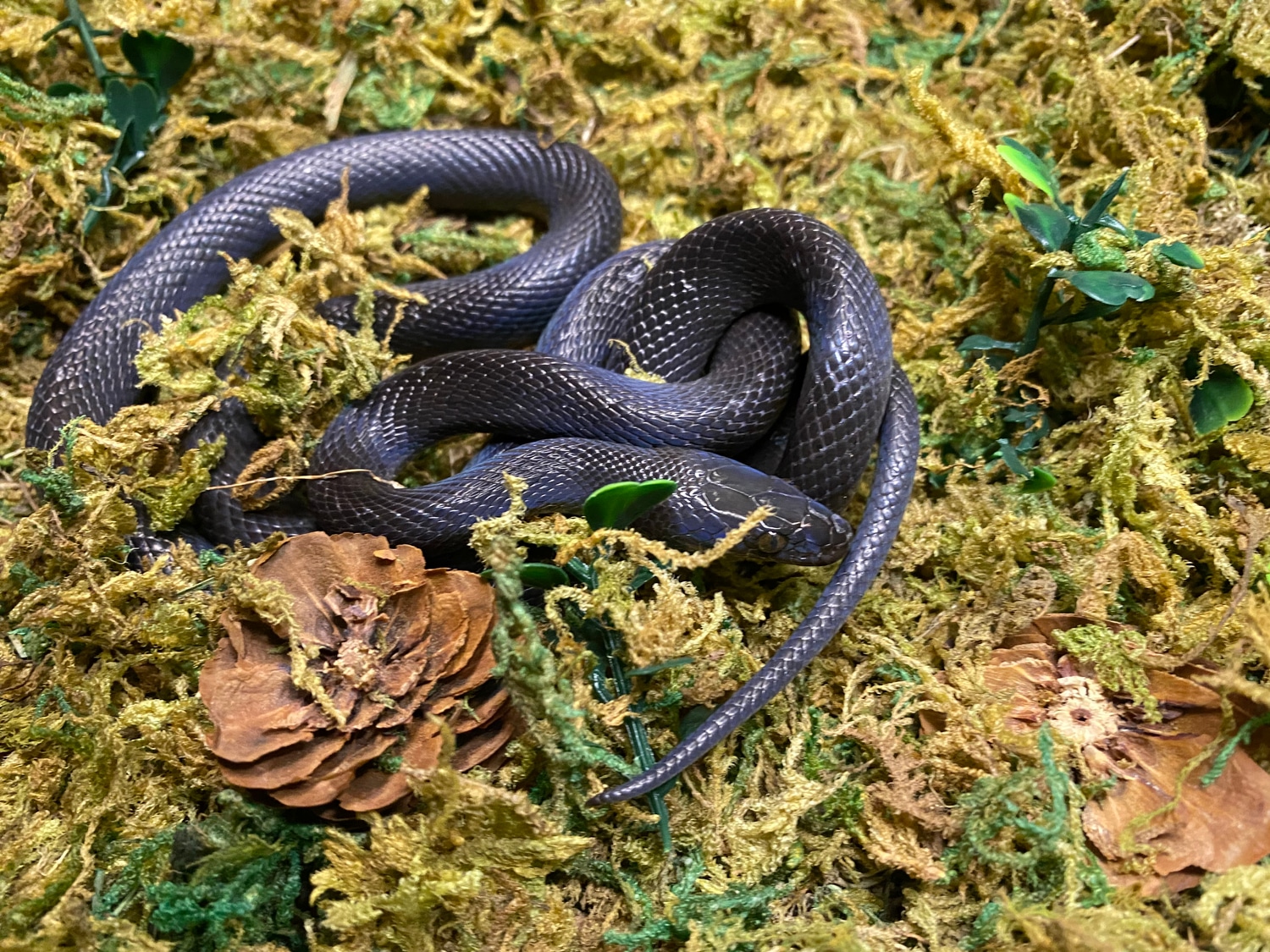 African House Snake by Tarzann Exoticz - MorphMarket