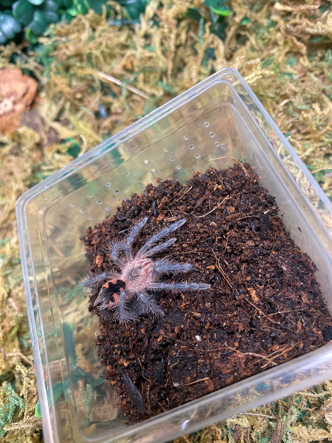 Pink Bloom (Pamphobetus Platyomma) Tarantula by Tarzann Exoticz ...