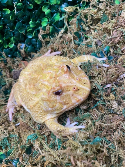 Huge Albino Pacman Pacman Frog by Tarzann Exoticz