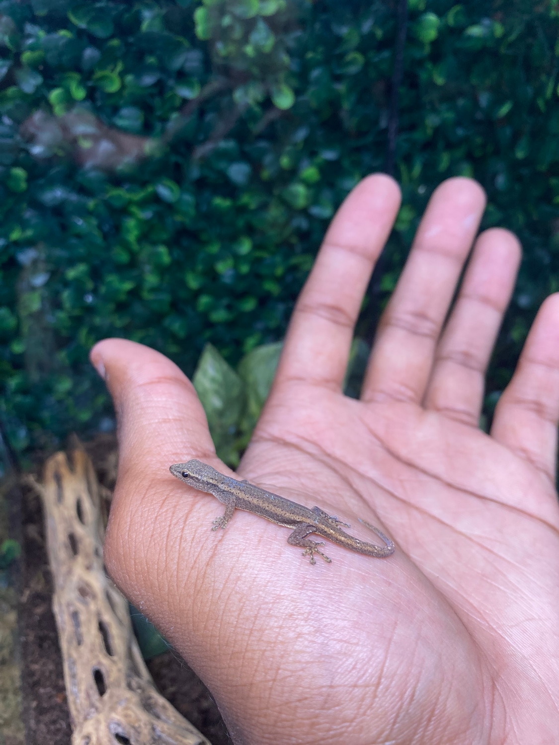 Cameroon Dwarf Gecko More Gecko by Tarzann Exoticz - MorphMarket