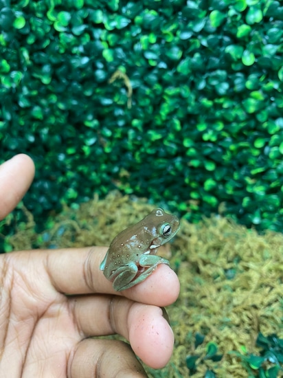 Snowflake Tree Frog White's Tree Frog by Tarzann Exoticz