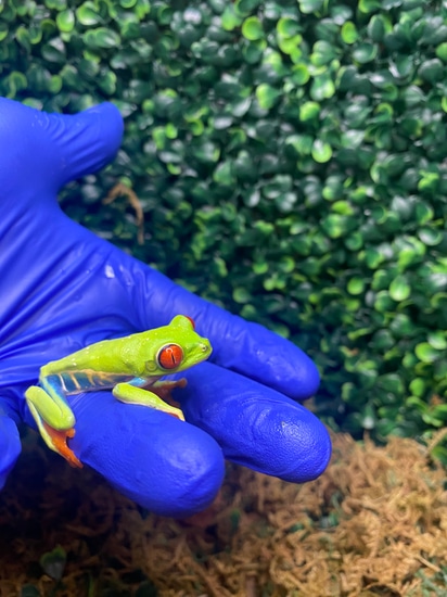 Snowflake Red Eye Tree Frog Red-Eyed Tree Frog by Tarzann Exoticz