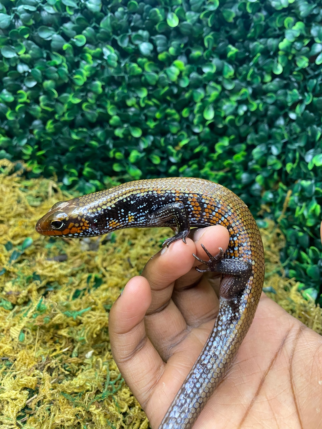 Fire Skinks by Tarzann Exoticz - MorphMarket