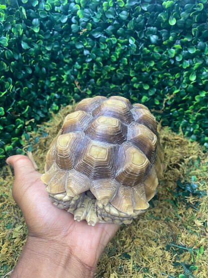 Sulcata Tortoise (Pyramiding) by Tarzann Exoticz