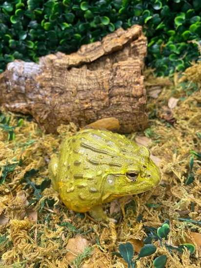 Giant Pixie Frog Other Frog by Tarzann Exoticz