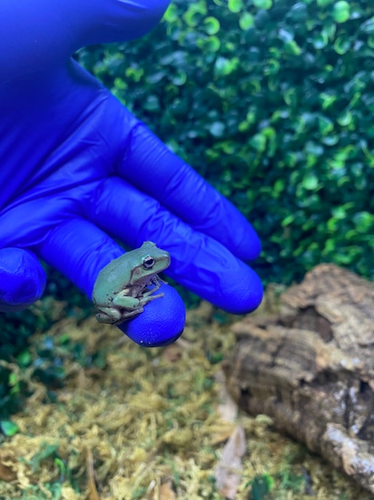 Cb Baby Blue Dumpy White's Tree Frog by Tarzann Exoticz