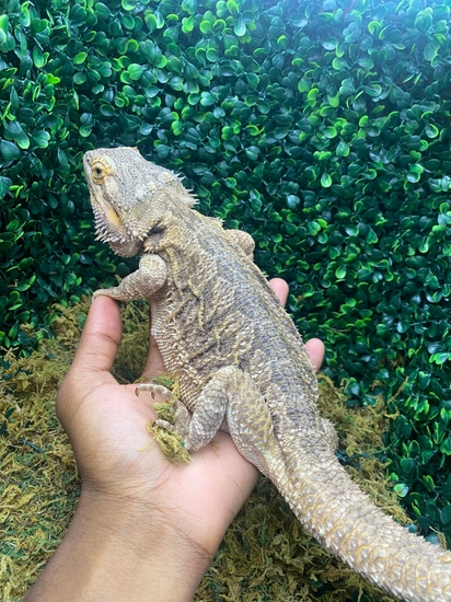 Normal Bearded Dragon Central Bearded Dragon by Tarzann Exoticz