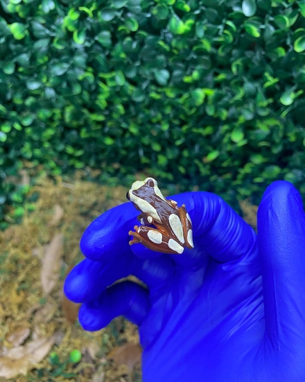 Clown Tree Frog Other Tree Frog by Tarzann Exoticz