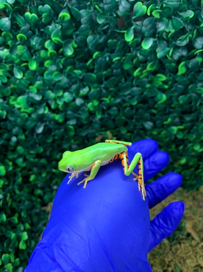 Tiger Leg Tree Frog Other Tree Frog by Tarzann Exoticz