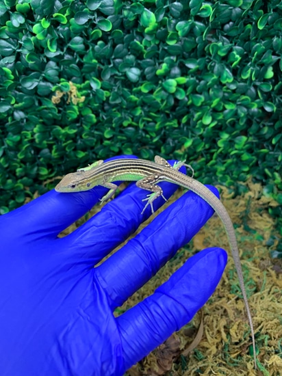 Rainbow Whip Lizards More Lizard by Tarzann Exoticz