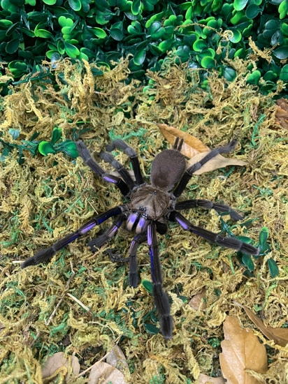Electric Blue Tarantula by Tarzann Exoticz