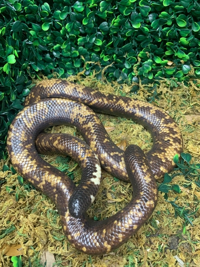 Calabars Burrowing Python More Python by Tarzann Exoticz