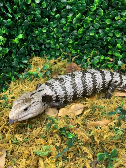 Axanthic Blue Tongue Skink (Free Shipping) Halmahera Blue-Tongued Skink ...