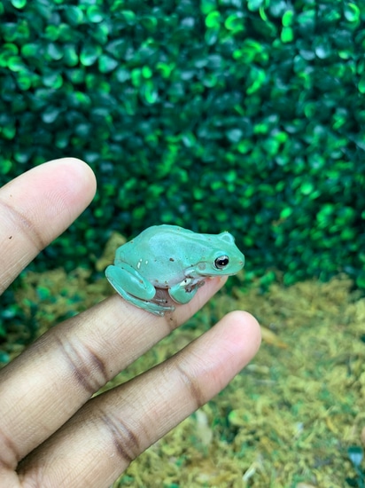 Snowflake White Tree Frog White's Tree Frog by Tarzann Exoticz