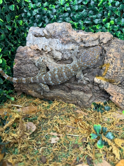 Nice Blue Tokay Tokay Gecko by Tarzann Exoticz