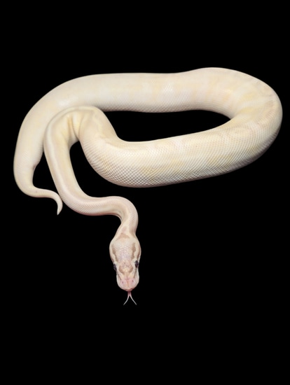 Pastel Banana Highway Ball Python by Backfoot Reptiles