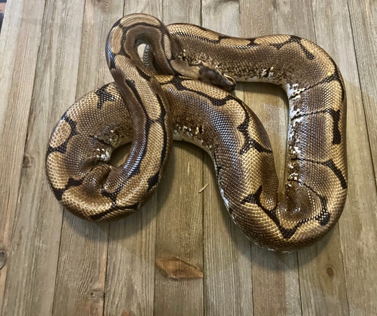 Spider Het Genetic Stripe Ball Python by Backwoods Exotics VA