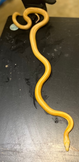 Butter Striped Corn Snake by Backwoods Exotics VA
