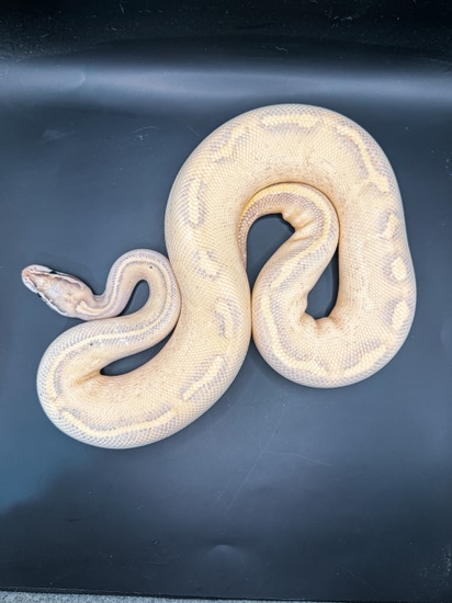 Highway Ball Python by Backwoods Exotics VA