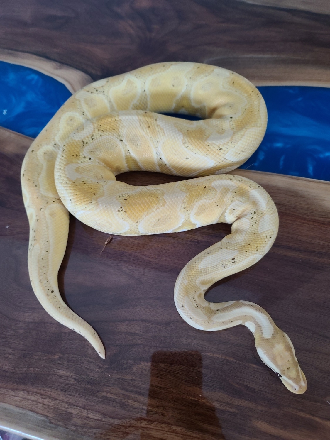 Banana Black Pastel Ball Python by Bowlen Pythons - MorphMarket