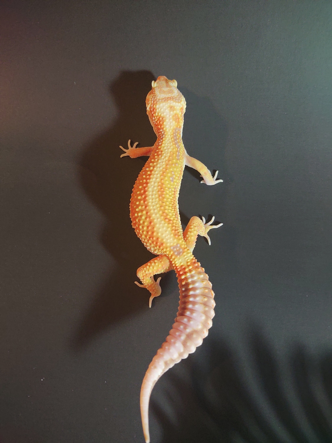 Firewater Red Stripe Pos Het Eclipse Leopard Gecko by Bad Guy Geckos ...