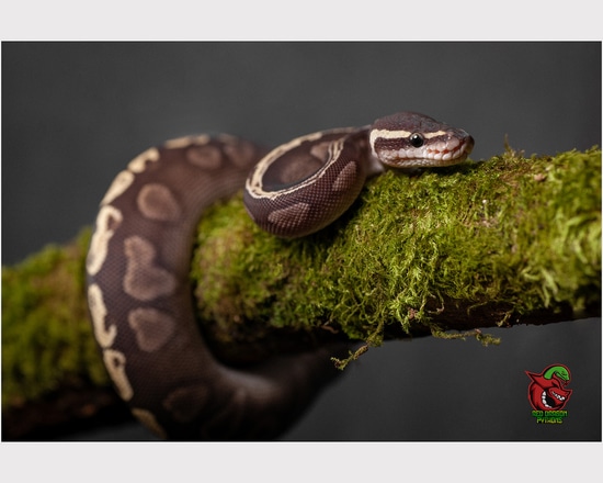 SALE! GHI Mojave Possible Chocolate Het Hypo (Orange Ghost) Female Ball ...