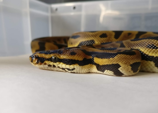 Leopard Spotnose Het Clown Ball Python by Red Dragon Pythons