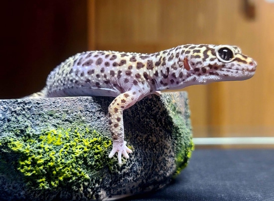 'Perdita' Adult Female Normal Leopard Gecko by Badgerland Reptile Rescue