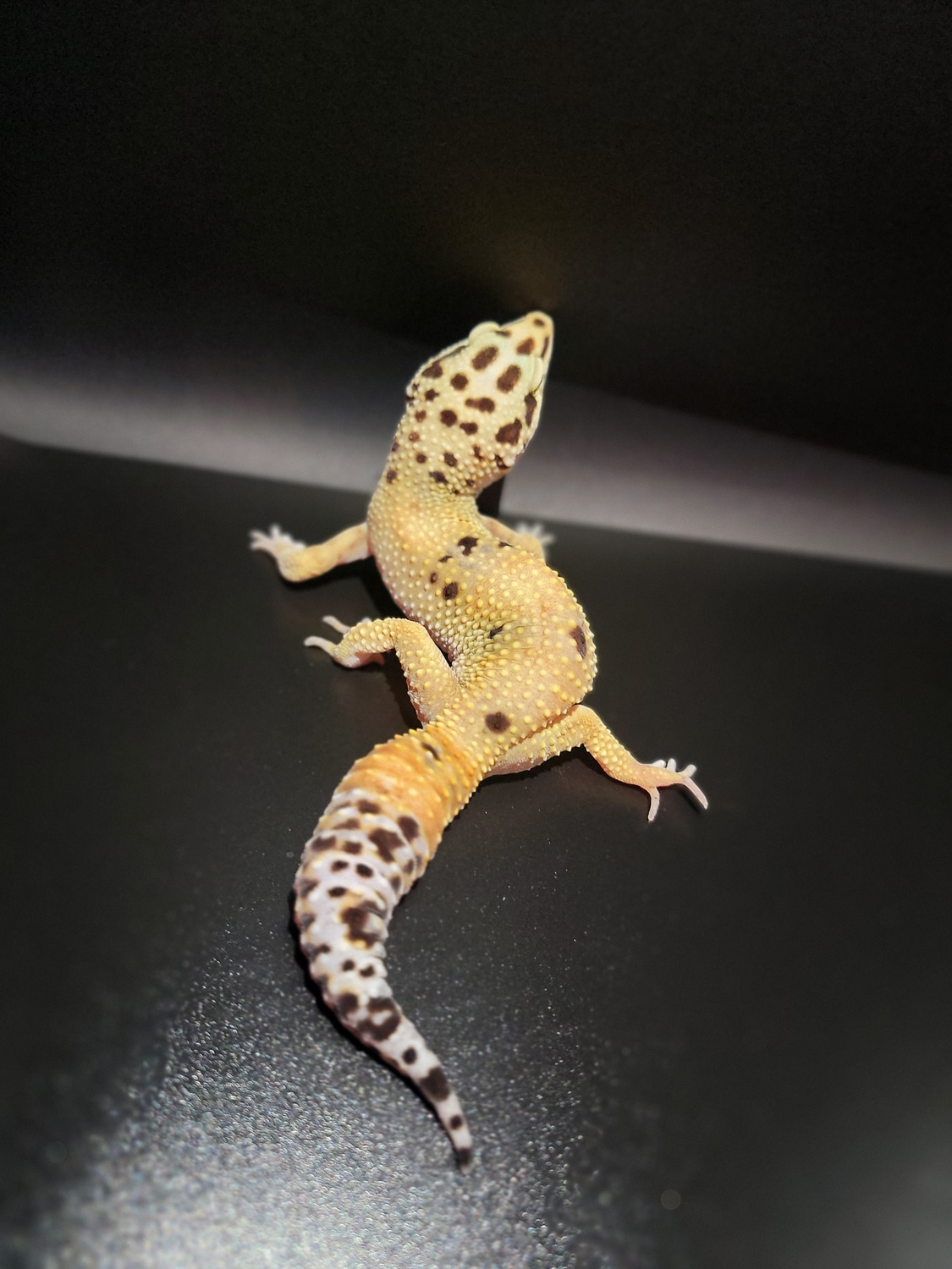 'Sunshine' Adult Female Leopard Gecko by Badgerland Reptile Rescue ...