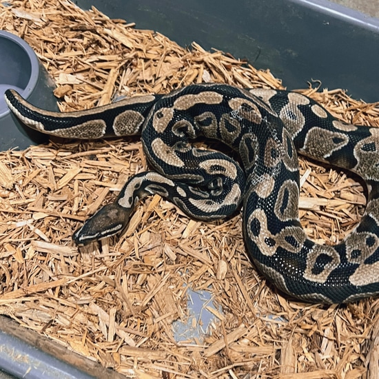 'Cher' Normal Adult Female Ball Python by Badgerland Reptile Rescue