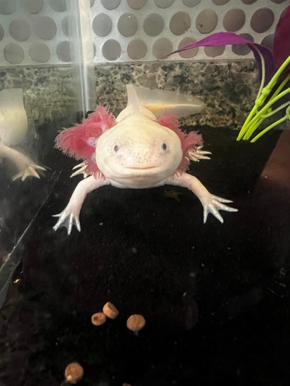 'Walter' Adult Male Leucistic Axolotl by Badgerland Reptile Rescue