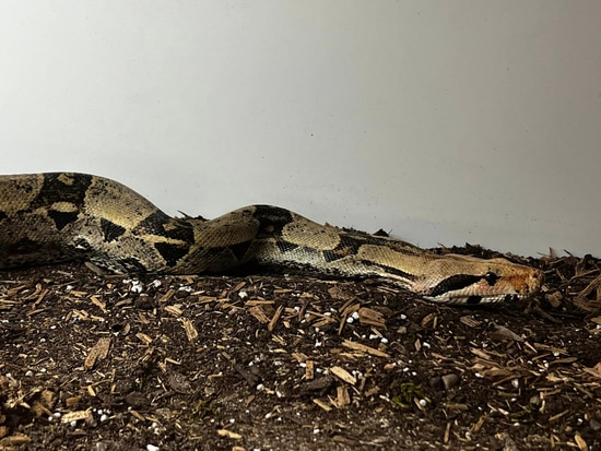 NO SHIPPING, LOCAL ONLY | 'Pascal' Adult Female Boa Constrictor by ...